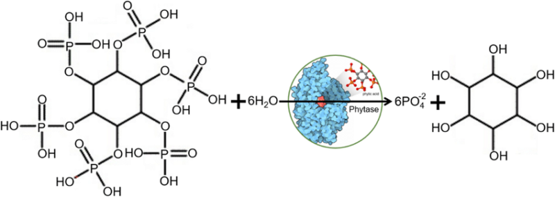 Vai trò Enzyme Phytase trong Ngành Thức ăn chăn nuôi Việt Nam