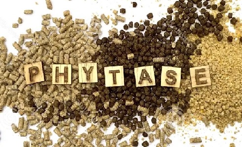 Nguồn gốc, đặc tính và 1 vài ứng dụng của Enzyme Phytase.